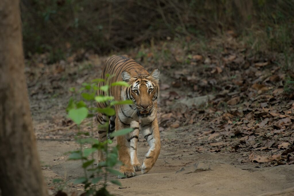 Jim Corbett National Park | Jim Corbett Tour Package | Best Safari ...