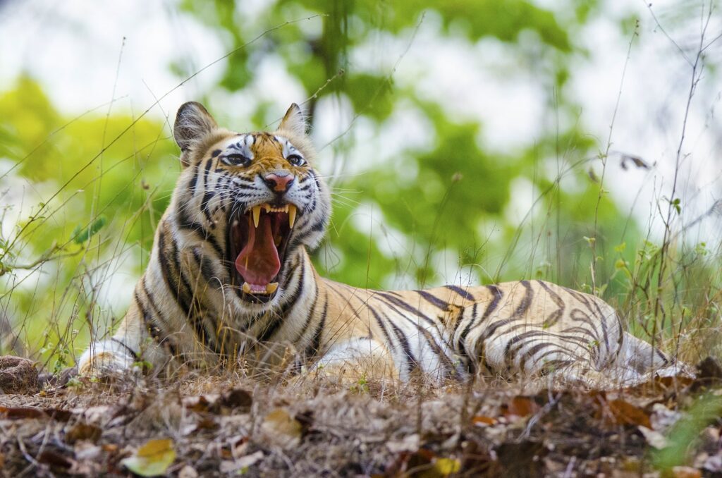 The Tiger Safari | Trusted Jungle Safari, Tour Company | Wildlife ...